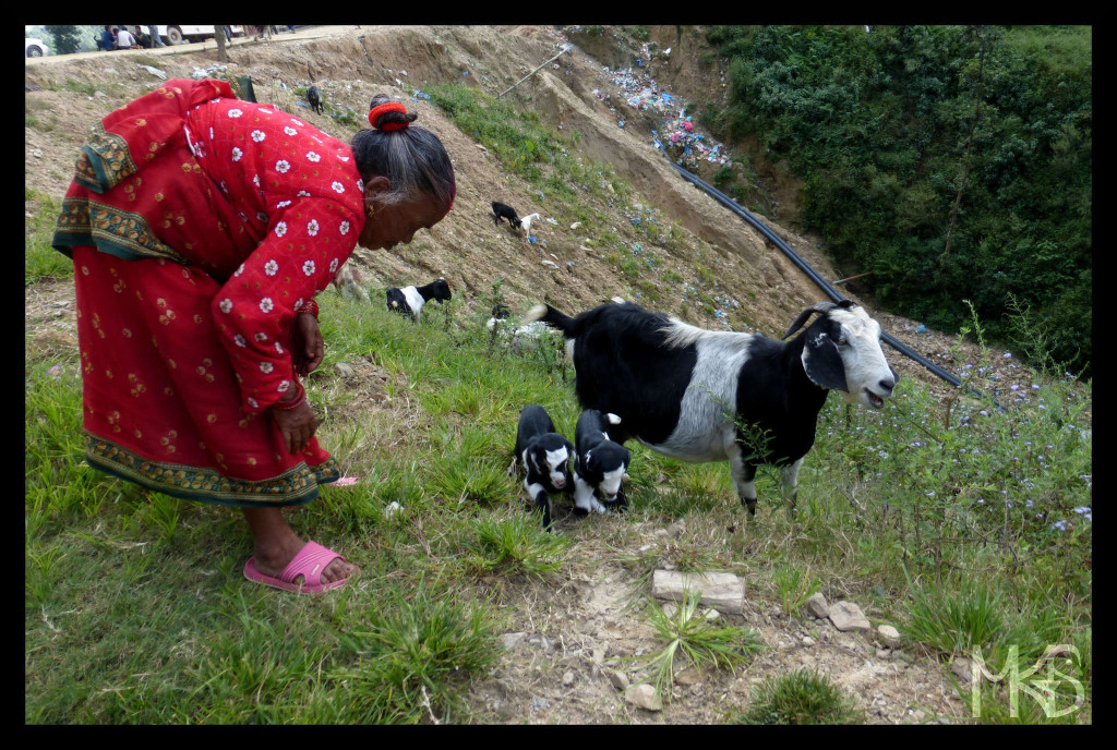Nepal - Goats, Hills - Mountains - Traveling Blog