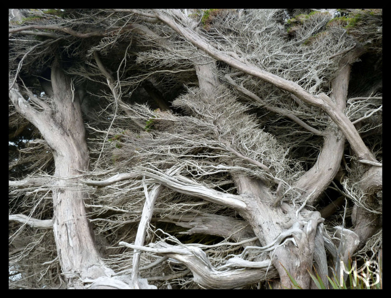 New Zealand - Windswept Trees - Traveling Rockhopper