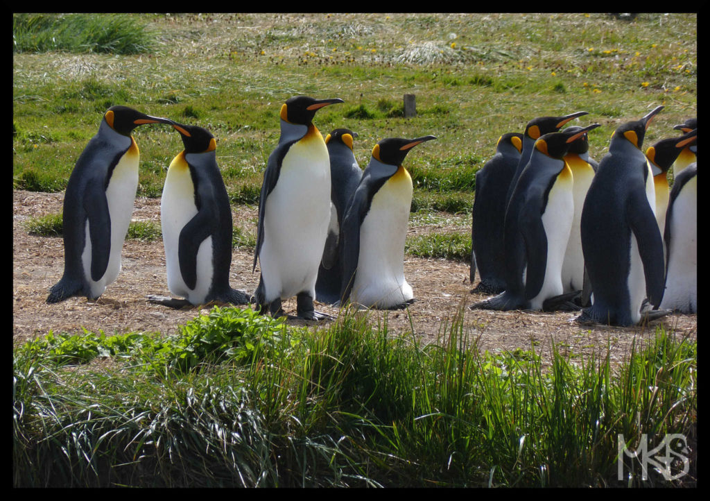 Chile - Penguins - Traveling Rockhopper