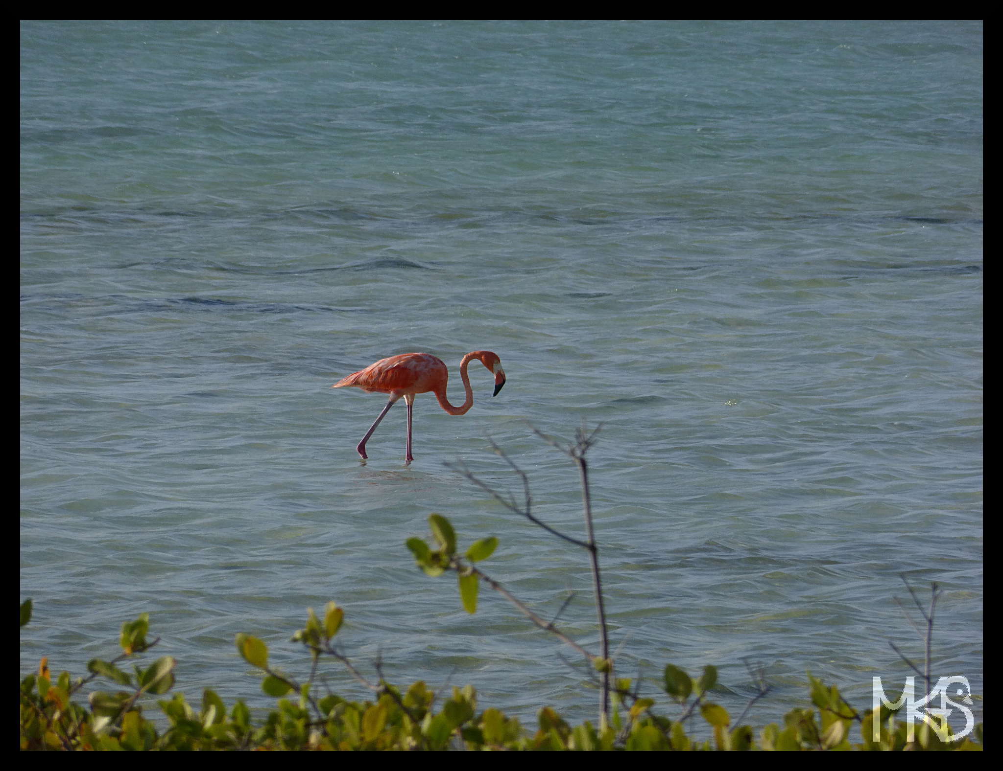 Bonaire - Flamingos - Traveling Rockhopper