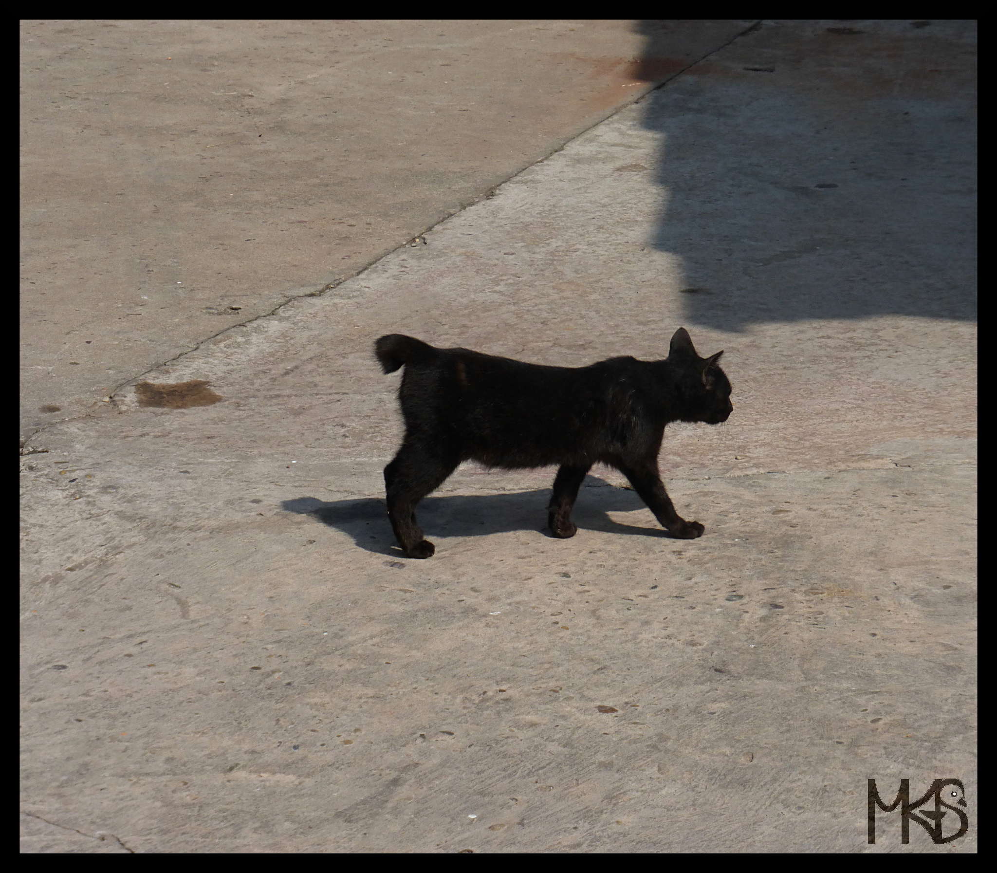 Laos - Cats - Traveling Rockhopper