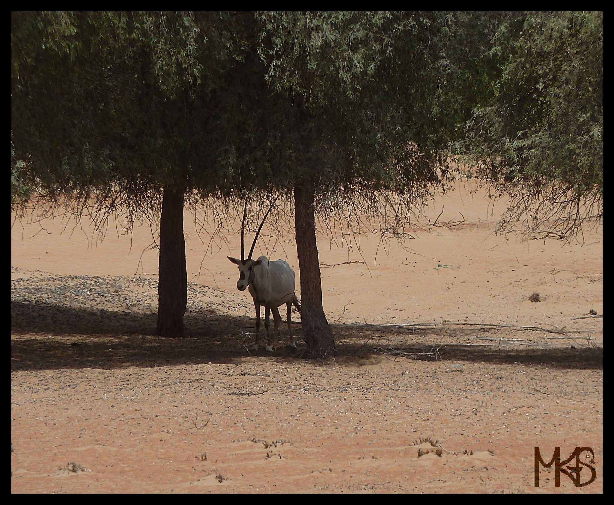 United Arab Emirates - Animals - Traveling Rockhopper
