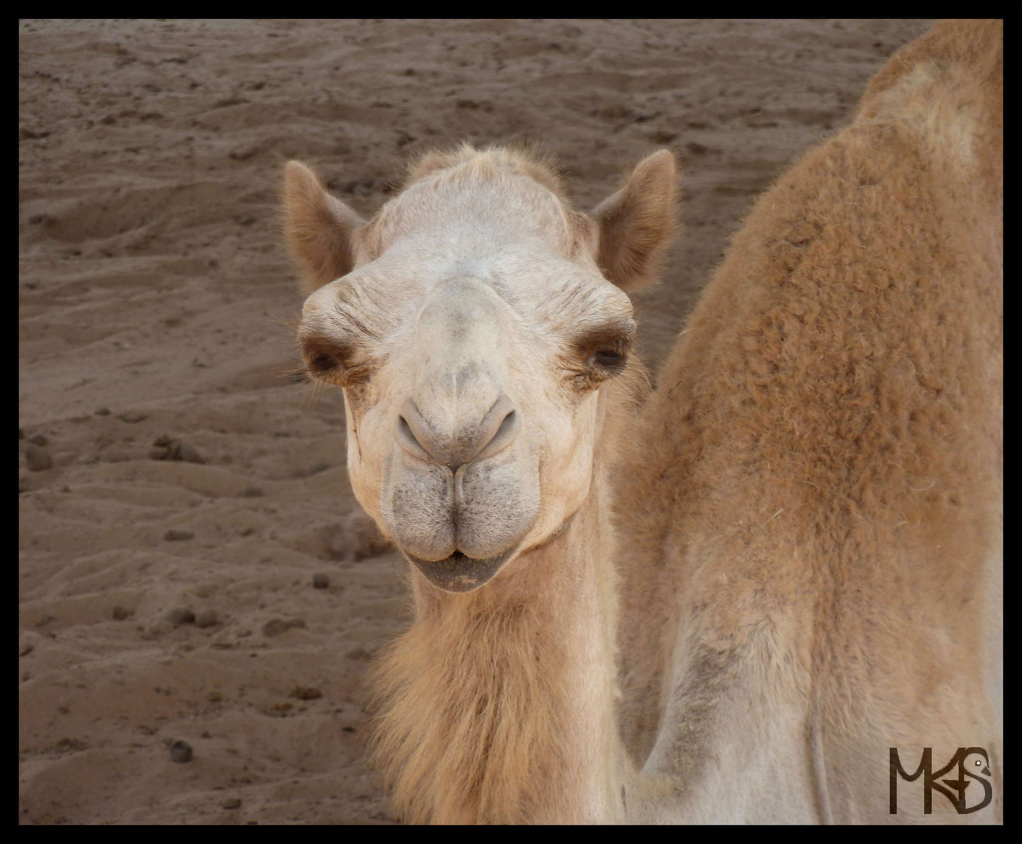 United Arab Emirates - Camel's Milk & Dates - Traveling Rockhopper