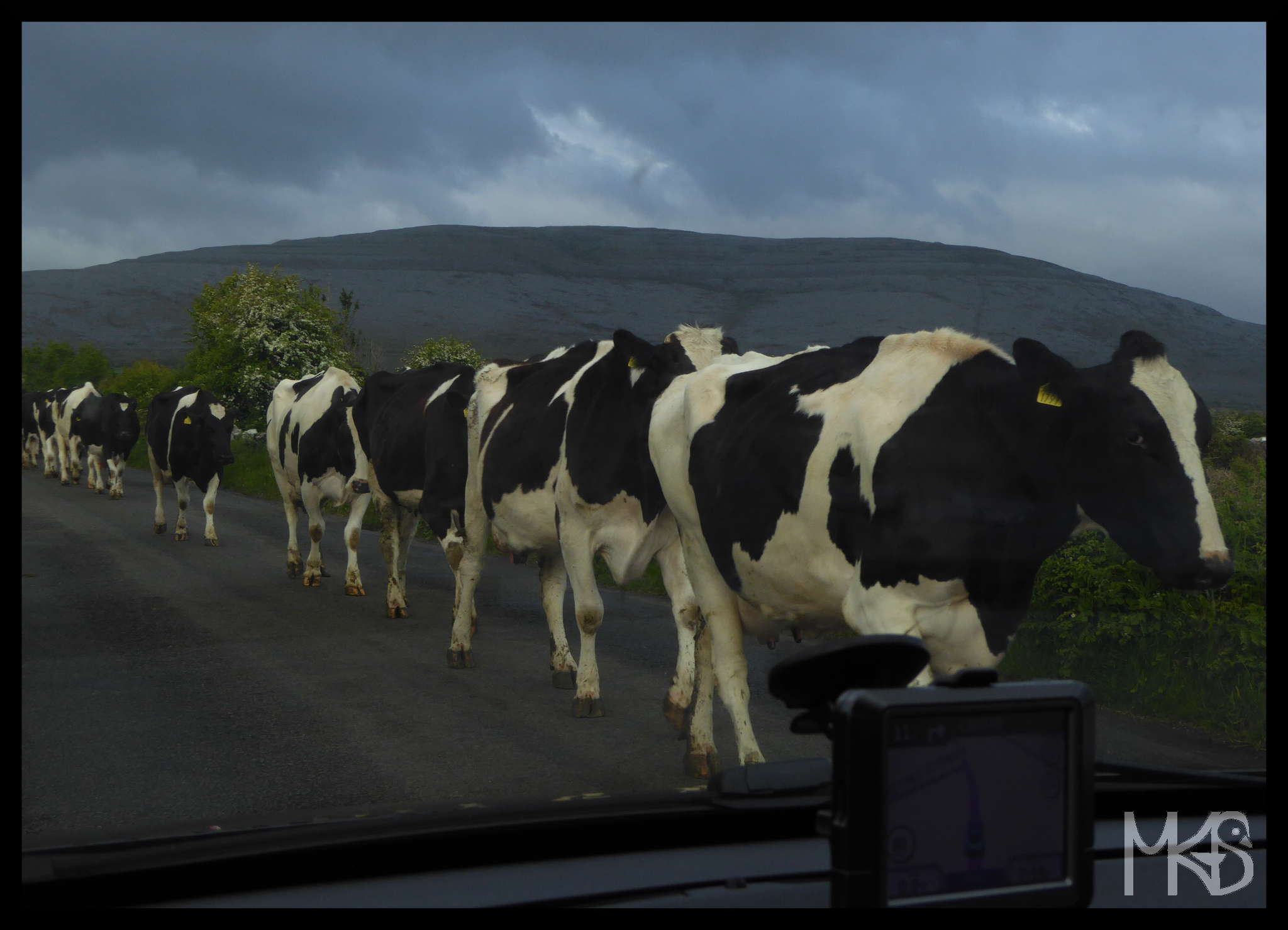 Ireland - Traffic Jam - Traveling Rockhopper