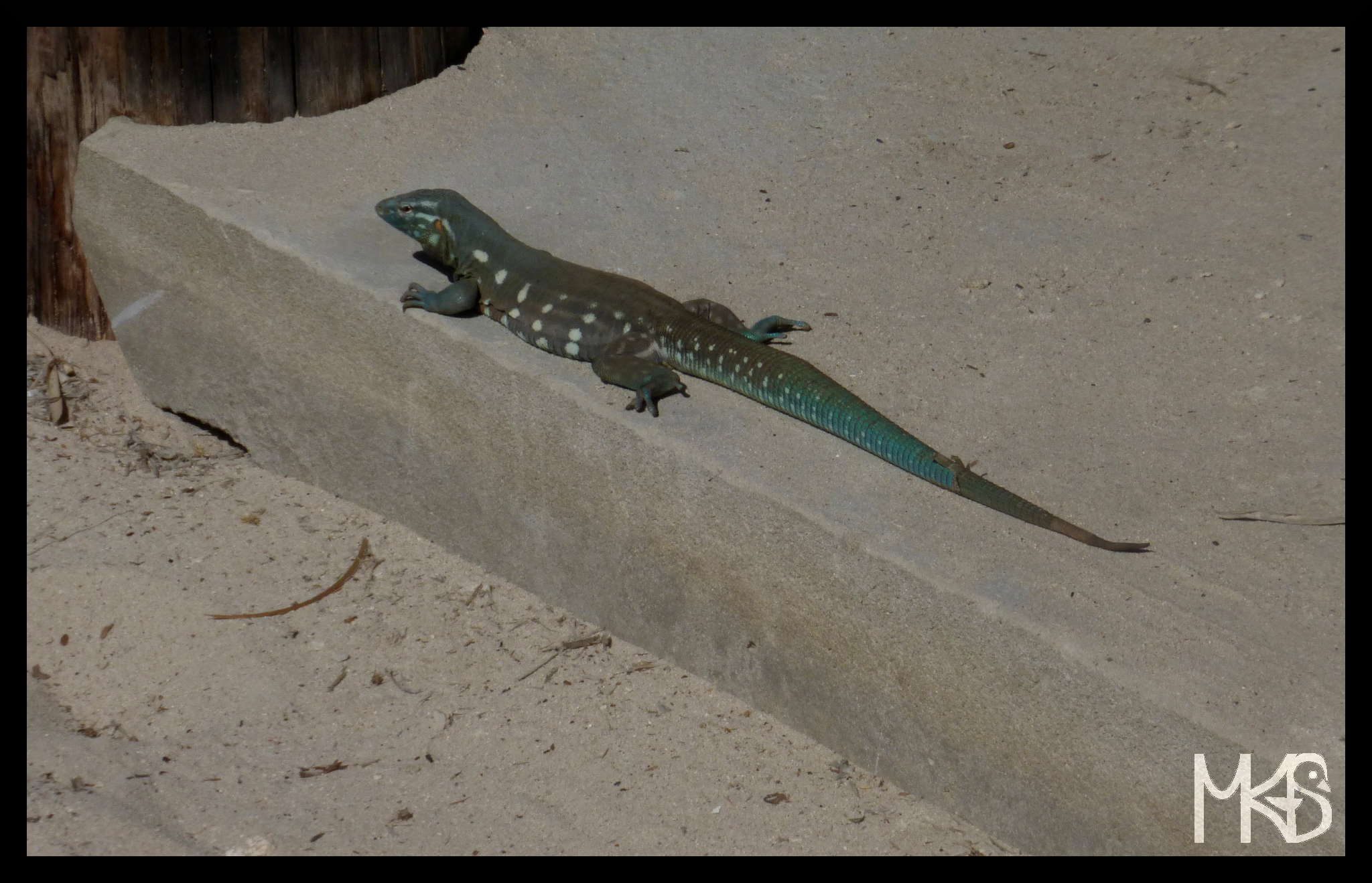 Curacao - Lizard - Traveling Rockhopper