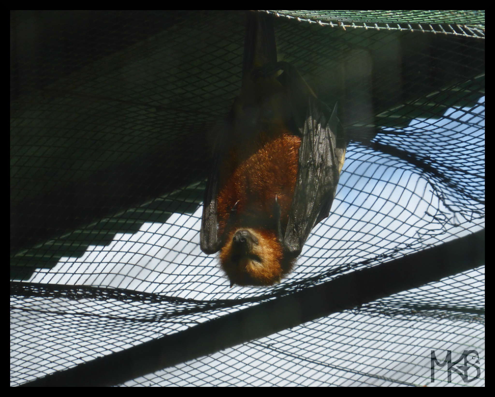 Mauritius - Mauritian Flying Fox - Traveling Rockhopper