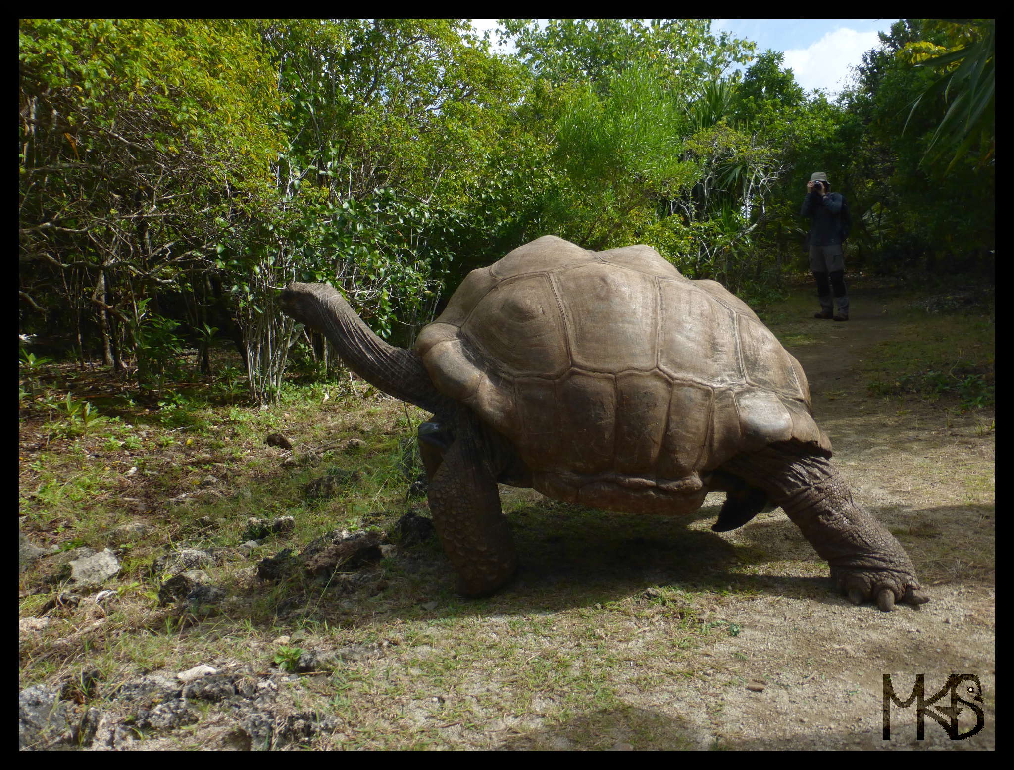 Mauritius - Giant Turtles - Traveling Rockhopper
