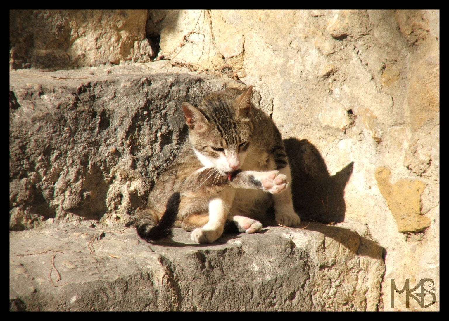 Portugal - Cats - Traveling Rockhopper